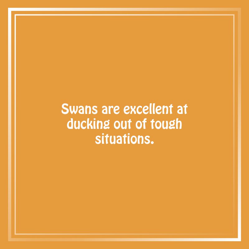 Quack Up with Swan-did Humor: Puns, Jokes, Quotes, and More! - Punopolis