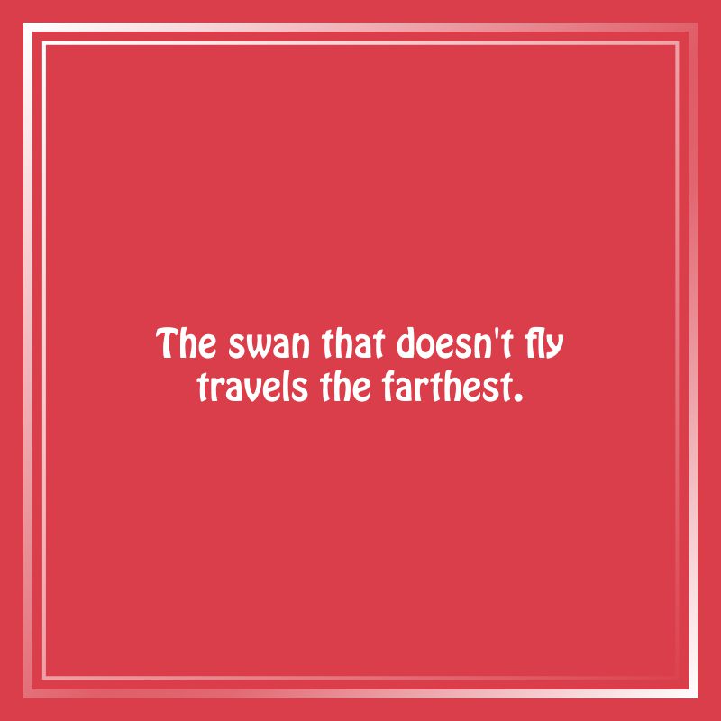 Quack Up with Swan-did Humor: Puns, Jokes, Quotes, and More! - Punopolis