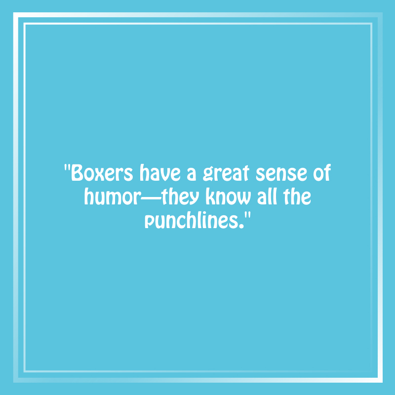 Laugh Out Loud with These Boxing Puns and Jokes: A Heavyweight Humor ...